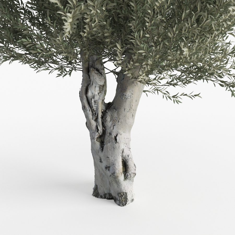 Bs_olive_tree_02 3D Model for VRay | CGMood