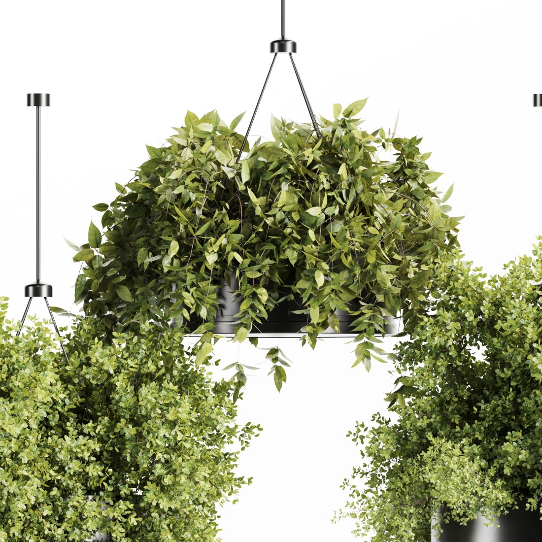 Indoorplants-hanging Plant-set34 - 3D Model for VRay, Corona