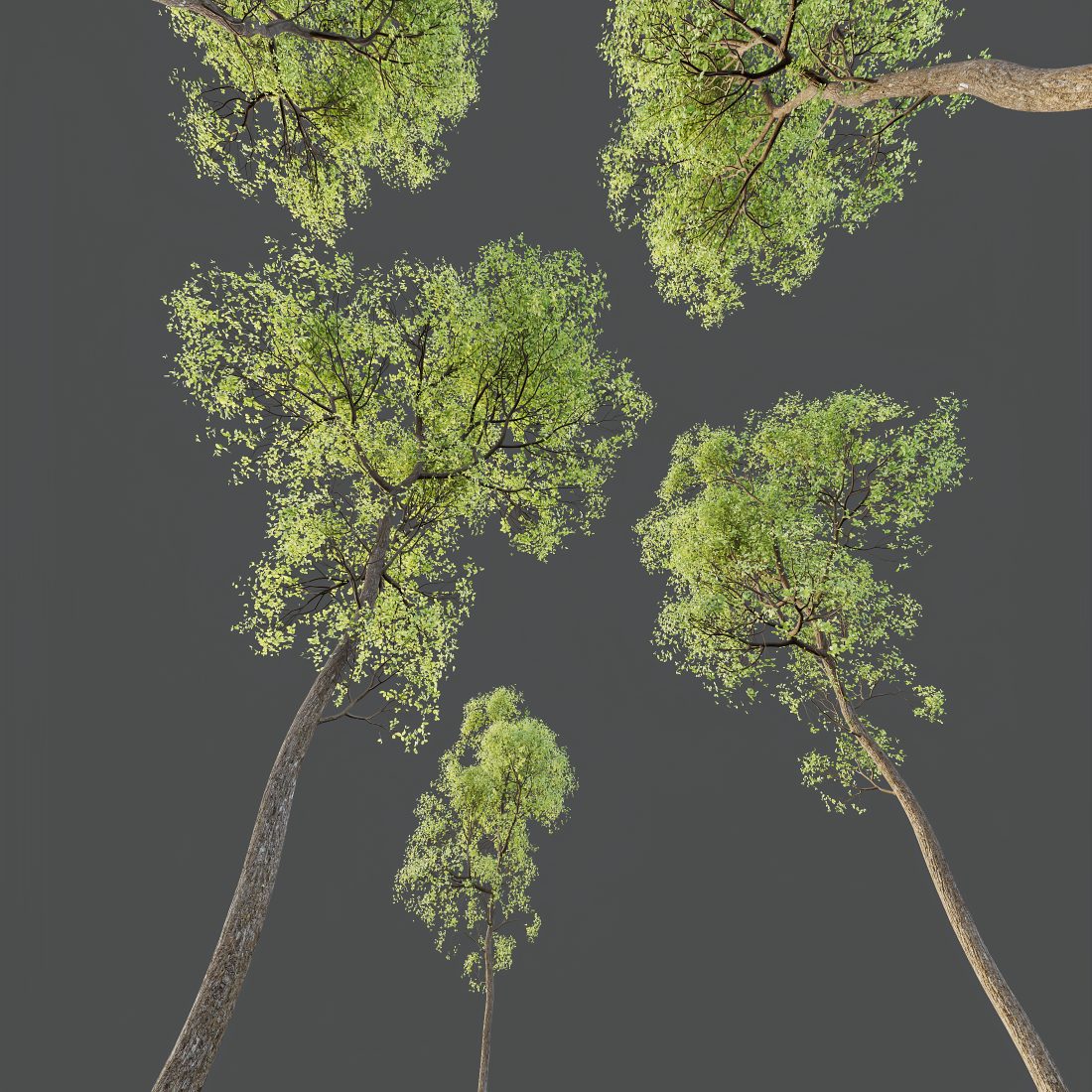 Hq Plants Shorea Robusta Sal Tree - 3D Model for VRay, Corona