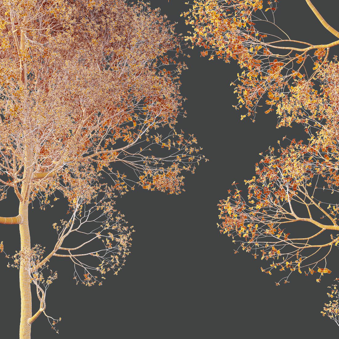 Hq Plants Shorea Robusta Sal Tree02 - 3D Model for VRay, Corona