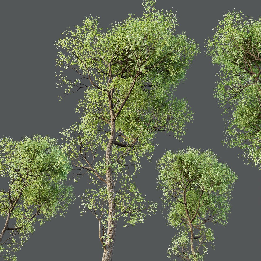 Hq Plants Shorea Robusta Sal Tree03 - 3D Model for VRay, Corona