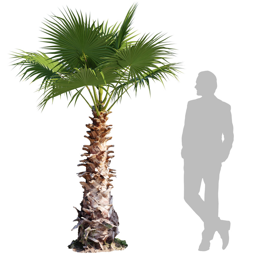 Washingtonia Robusta Palm Tree 3D Model for VRay, Corona | CGMood