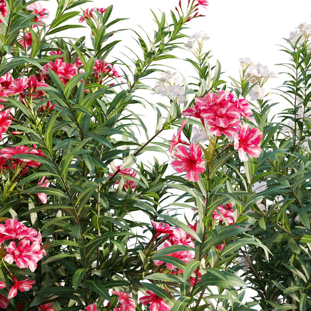Nerium Oleander - Laurier - 01 3D Model for VRay, Corona | CGMood