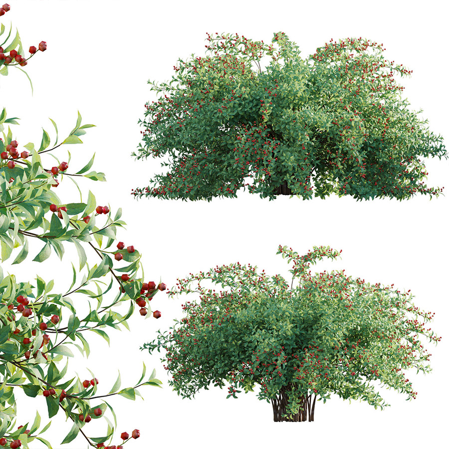 Ilex Verticillata - Winterberry 01 3D Model for VRay, Corona | CGMood