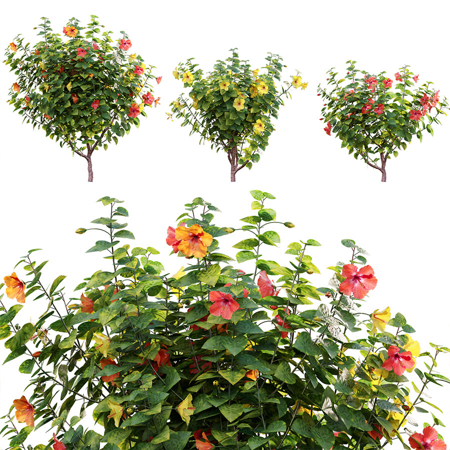 Chinese Hibiscus - Hibiscus Rosa-sinensis - 01 - 3D Model for VRay, Corona