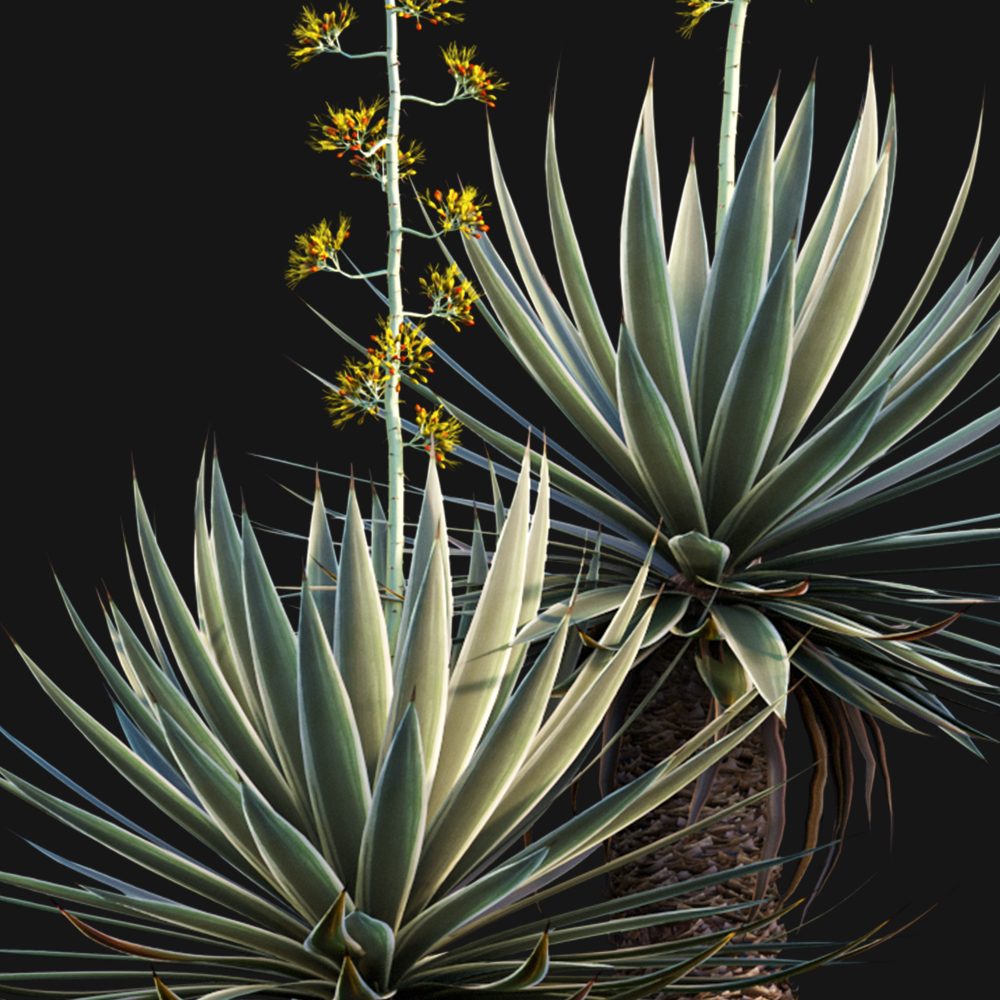 Agave Angustifolia - Caribbean Agave - 02 - 3D Model for VRay, Corona