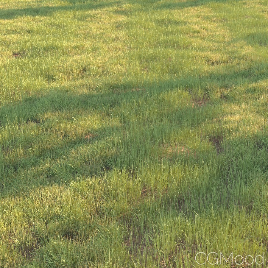 Forest Grass Collection 02 - 3D Model for VRay, Corona