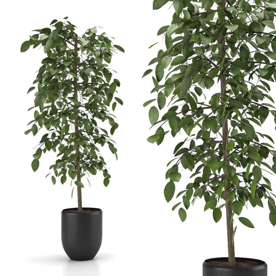 Indoor And Outdoor Ficus Benjamina - 3D Model for VRay, Corona
