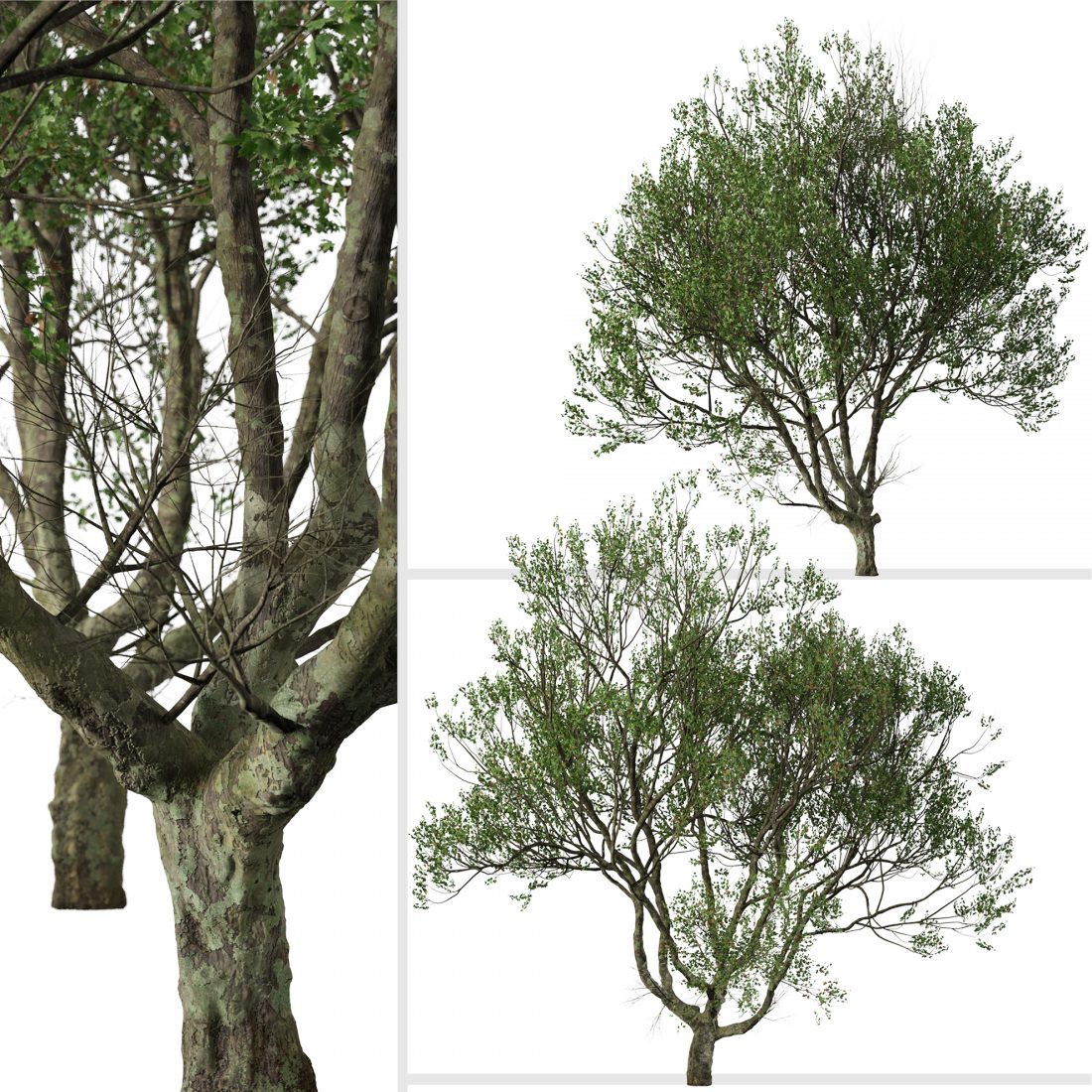 Set Of London Plane Tree (Platanus Acerifolia) - 3D Model for VRay