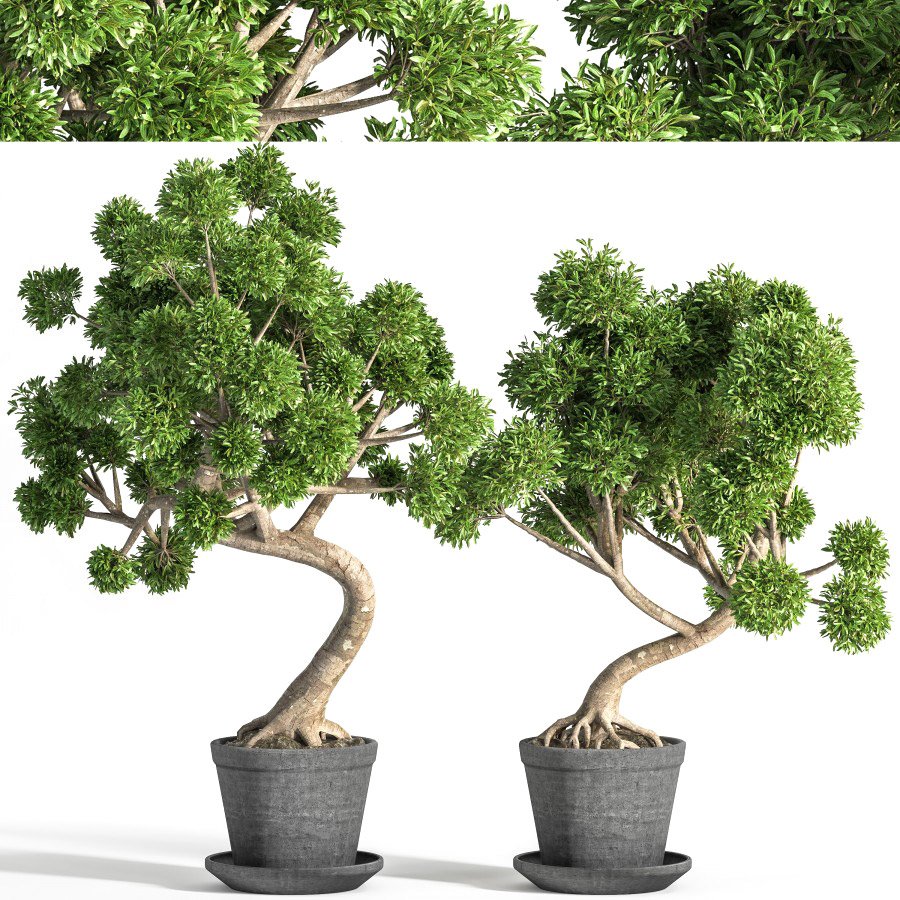 Plant Bonsai 04 - 3D Model for VRay, Corona