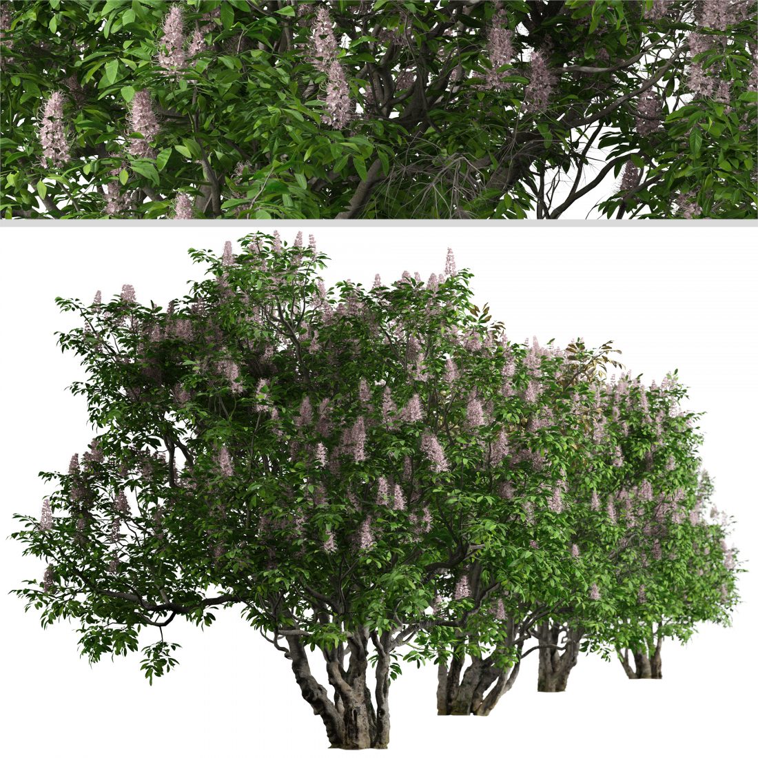 California Buckeye Tree (Aesculus Californica) - 3D Model for VRay