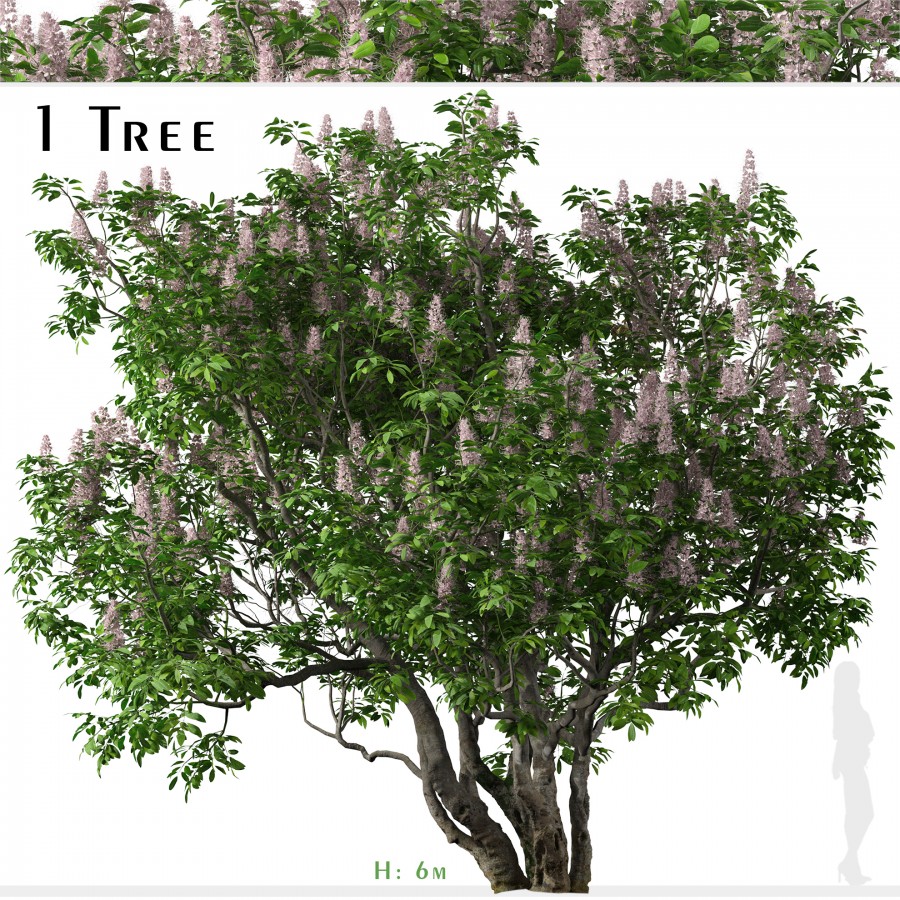 California Buckeye Tree (Aesculus Californica) - 3D Model for VRay