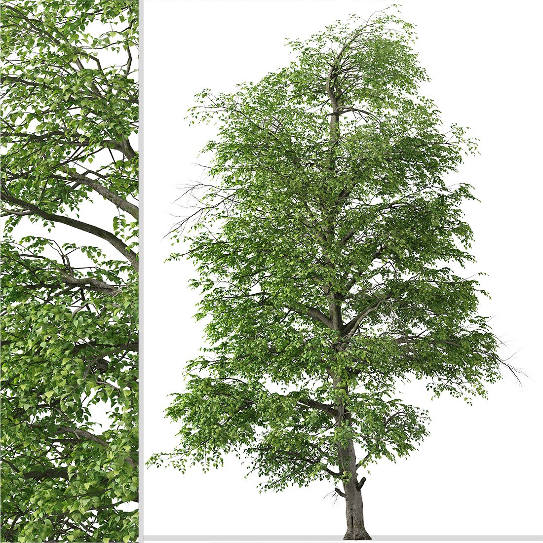 Set Of White Alder Tree (alnus Rhombifolia) - 3D Model for VRay