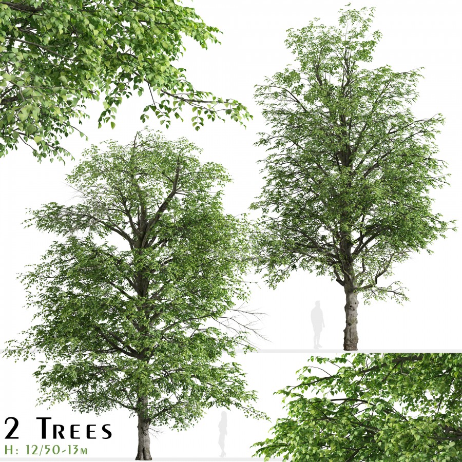 Set Of White Alder Tree (alnus Rhombifolia) - 3D Model for VRay
