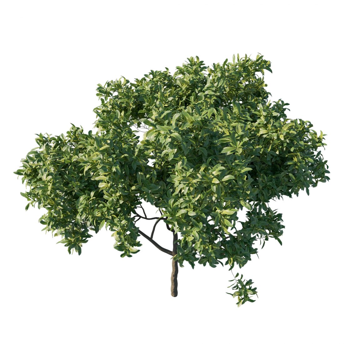 Eriobotrya Japonica Loquat Tree 3D Model for Corona | CGMood