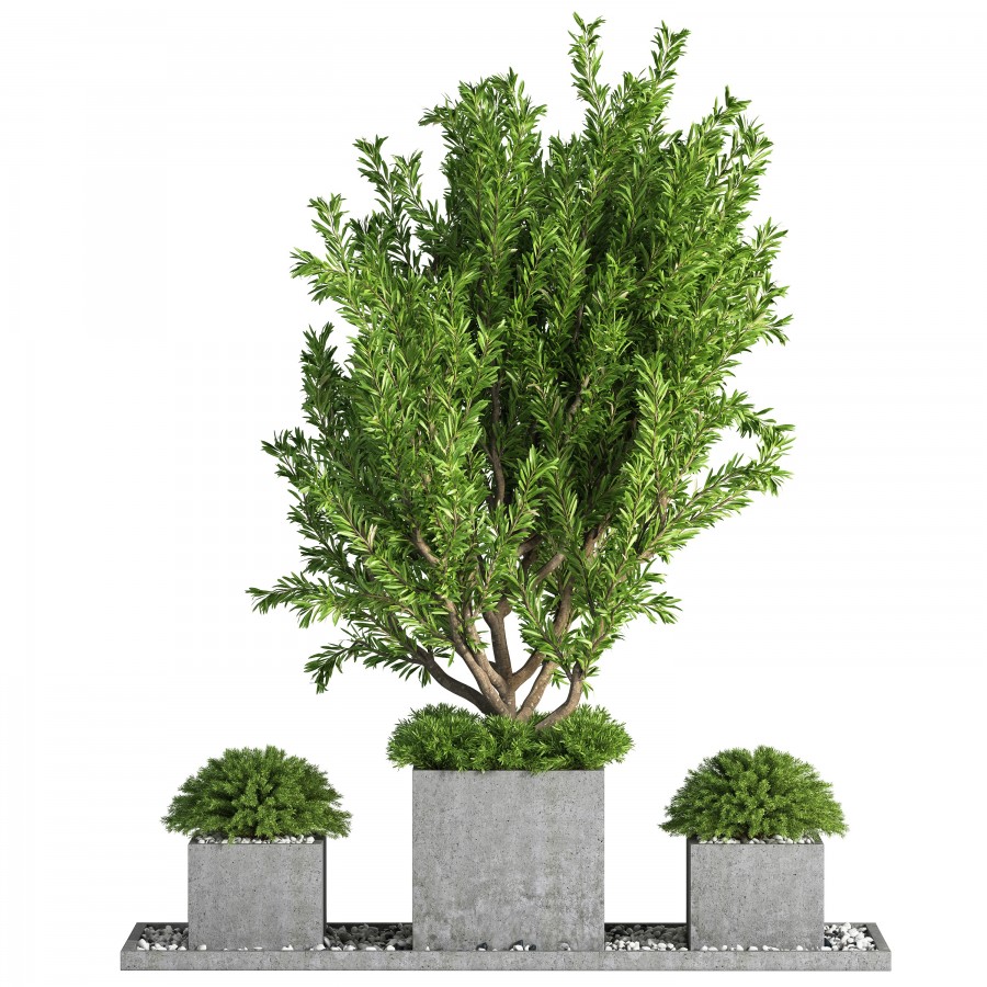 Outdoor Plants Tree 19 3D Model for VRay, Corona | CGMood