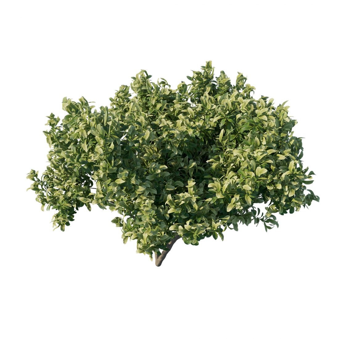 Eriobotrya Japonica Loquat 02 - 3D Model for Corona