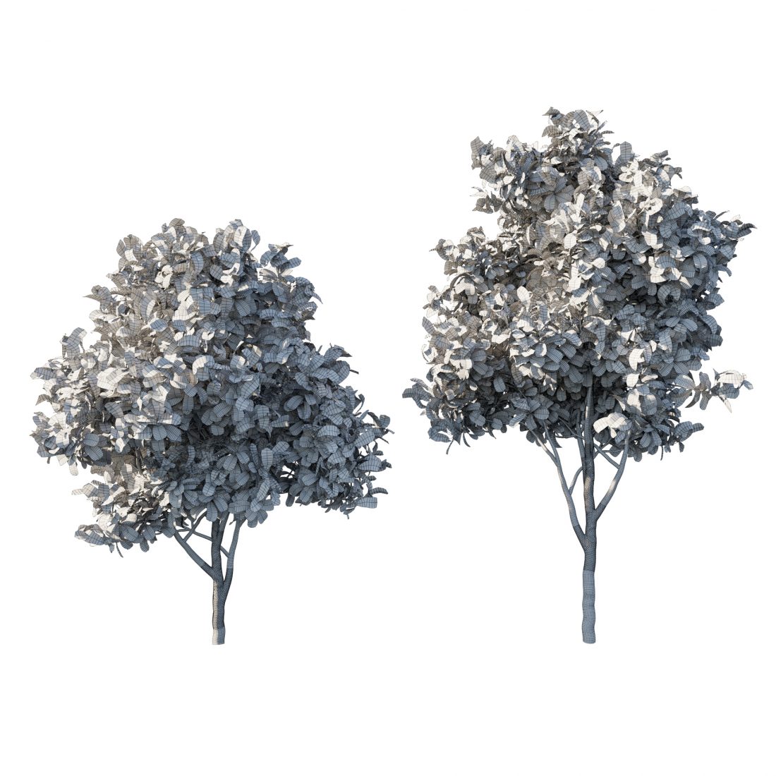 Eriobotrya Japonica Loquat 03 - 3D Model for Corona