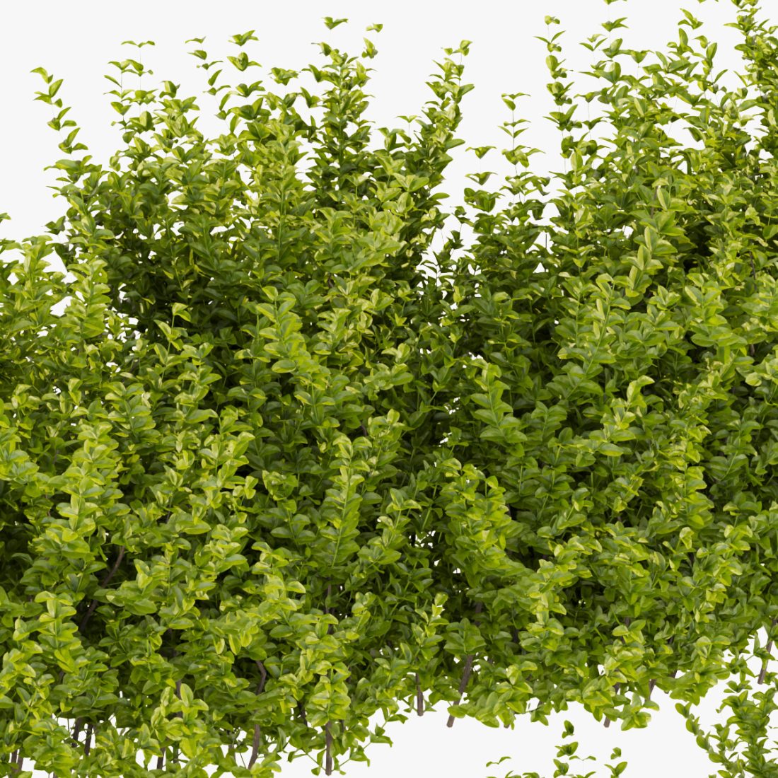 Collection Plant Vol 356 - Evergreen - Spindle - 3D Model for VRay, Corona