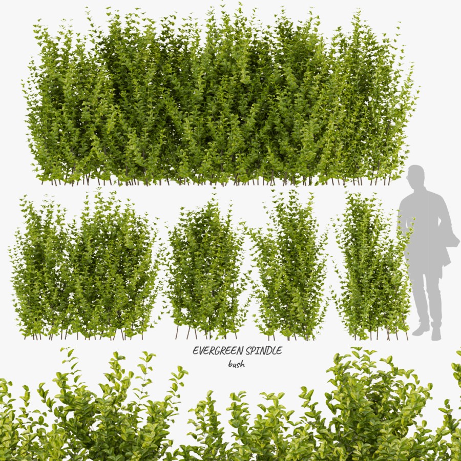 Collection Plant Vol 356 - Evergreen - Spindle - 3D Model for VRay, Corona