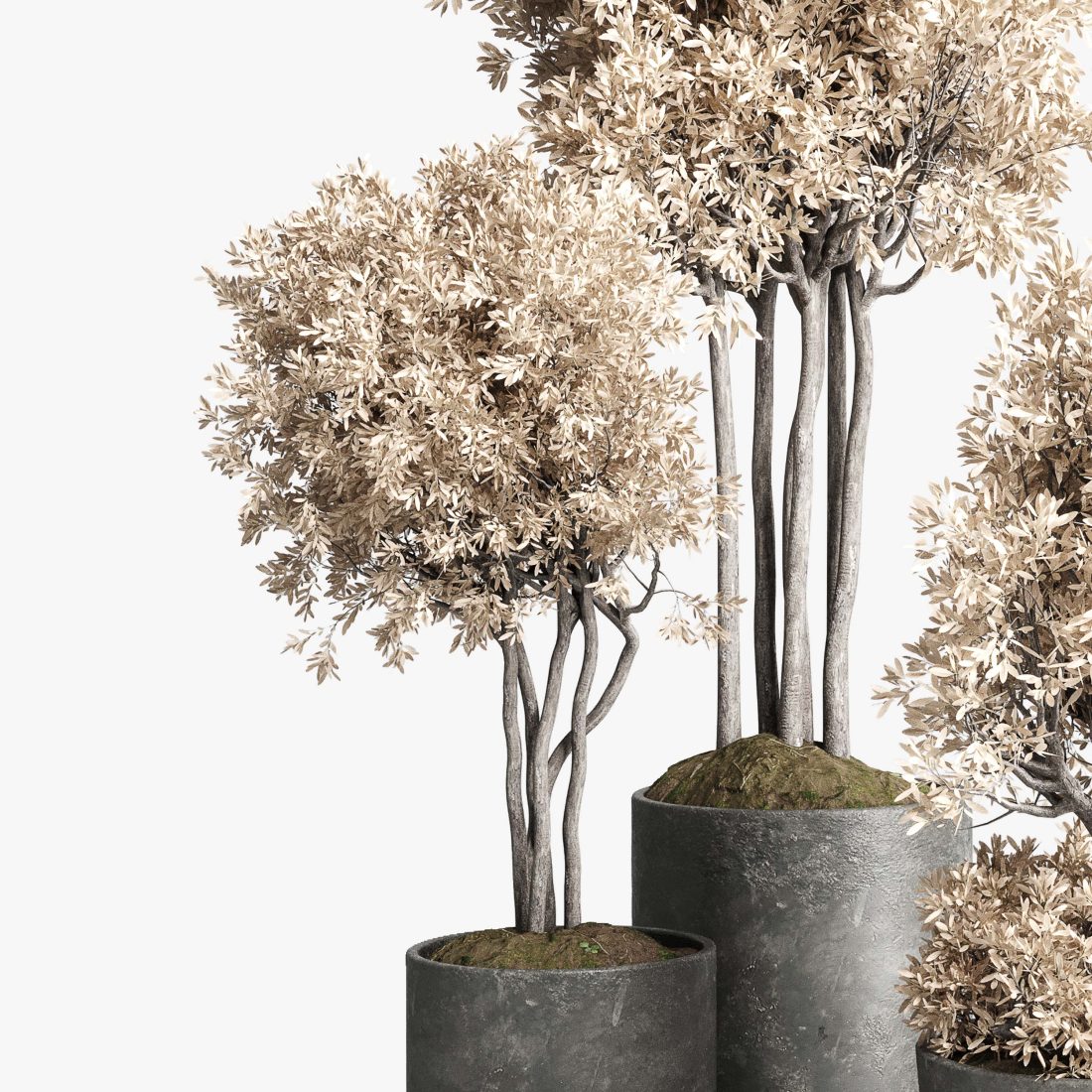 Collection Indoor Outdoor Plant 247 Dry Trees And 3D Model for VRay ...