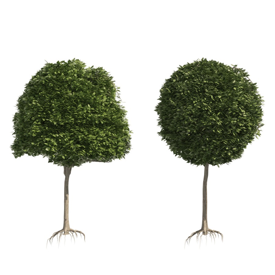 2 Round And Dome Topiary Tree - 3D Model for VRay, Corona