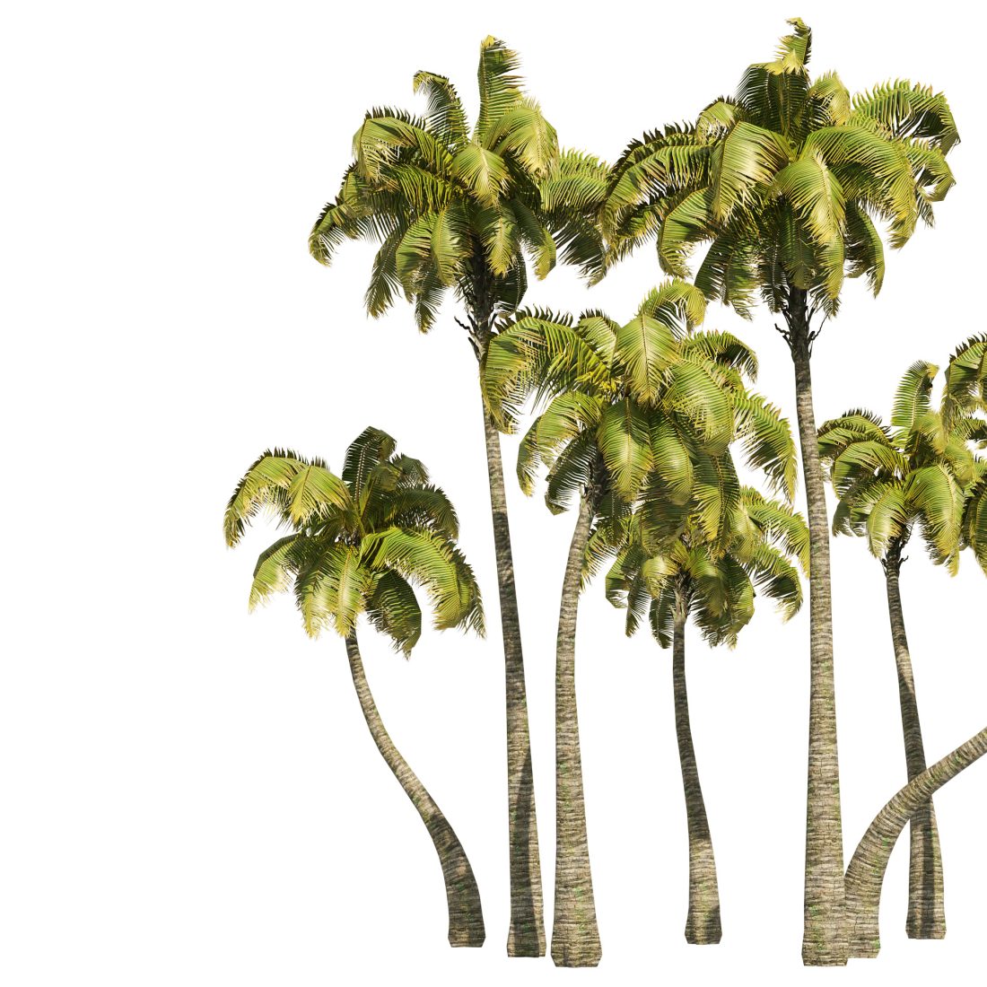 Coconut Tree Beach - 3D Model for VRay, Corona