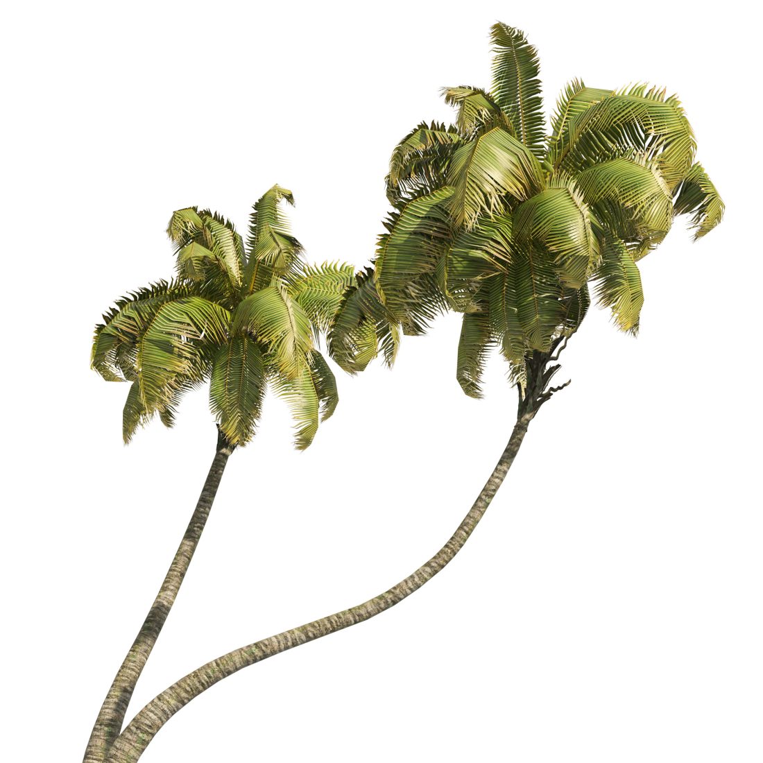 Coconut Tree Beach - 3D Model for VRay, Corona