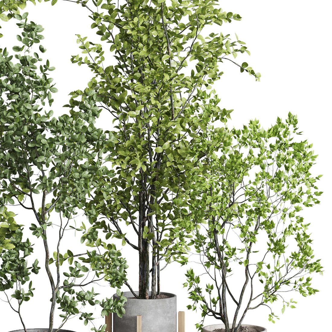 A Collection Trees In A Concrete Dirty Vase - Indo 3D Model for VRay ...
