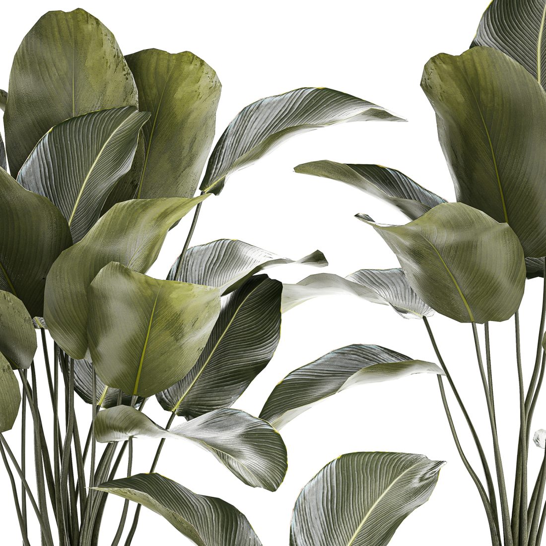 Beautiful Plant Bush Calathea Lutea In A Flowerpot - 3D Model for VRay