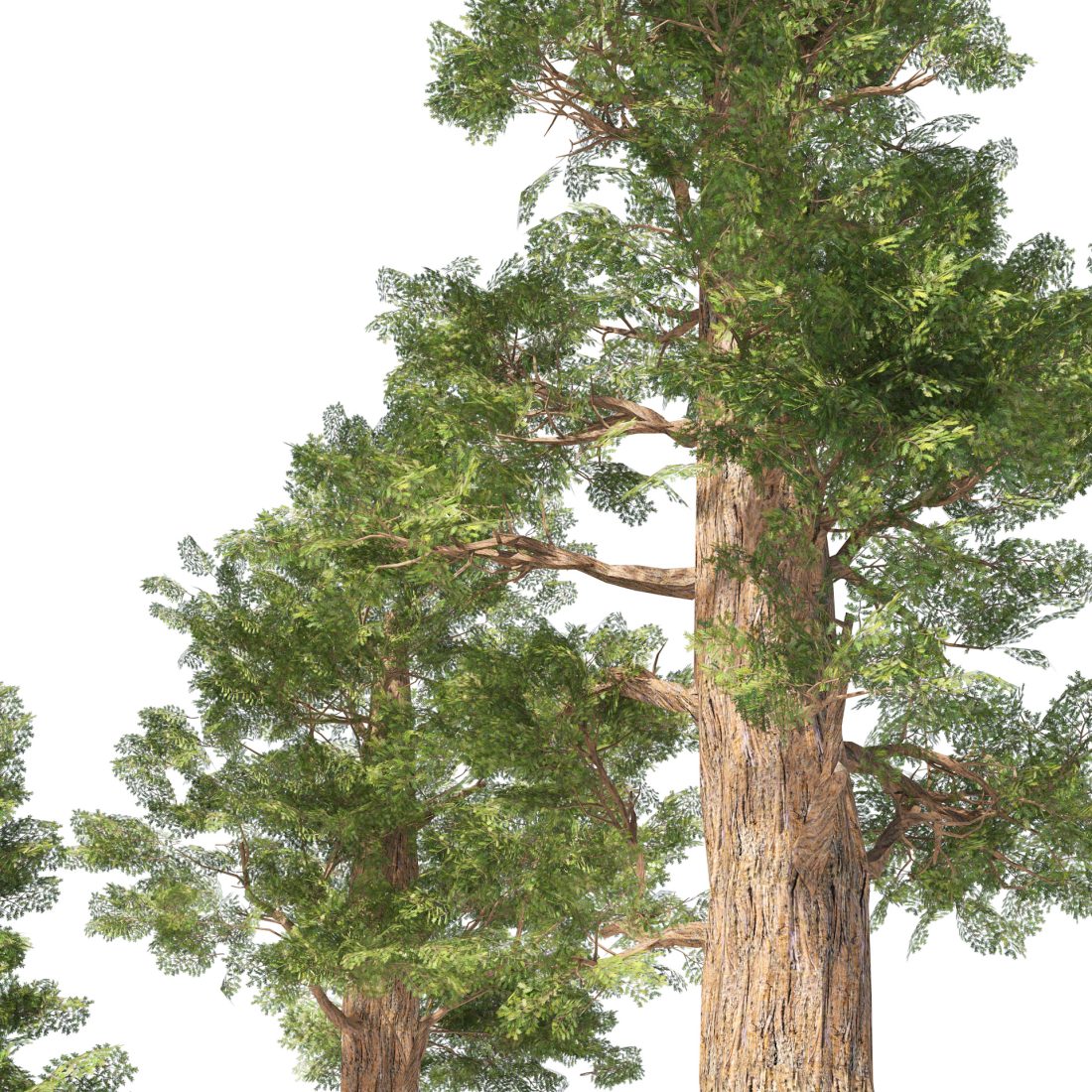 Giant Sequoia Redwood Trees 3D Model for VRay, Corona | CGMood