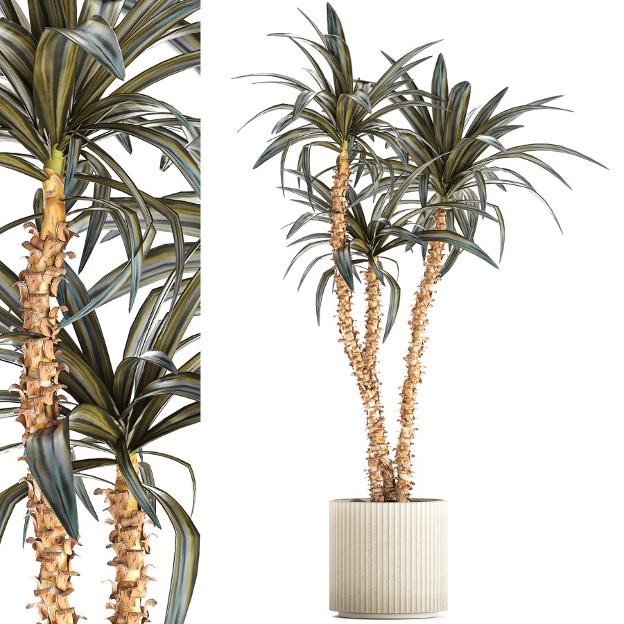 Beautiful Yucca And Dracaena Plants In A Flowerpot - 3D Model for VRay