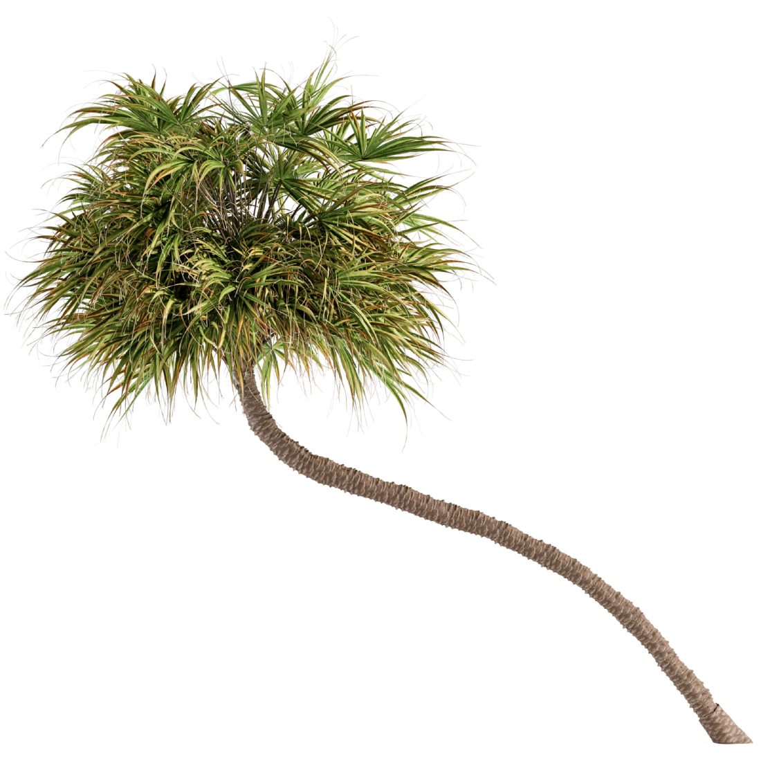 3 Type Palm Date - Tree Set 66 - 3D Model for VRay, Corona