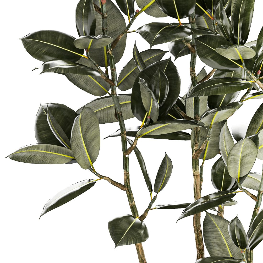 Beautiful Ficus Elastica Trees In A Flower Pot - 3D Model for VRay