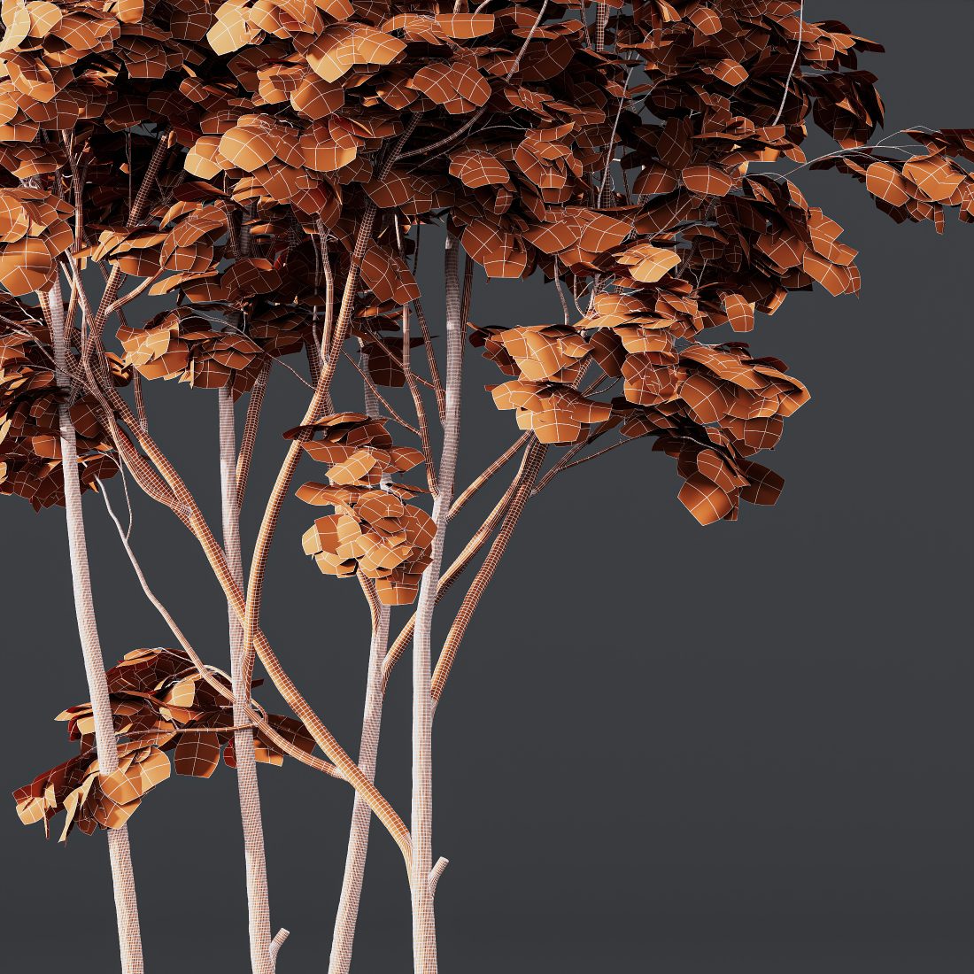 Plants Ash Maple Tree 5m - 3D Model for VRay, Corona