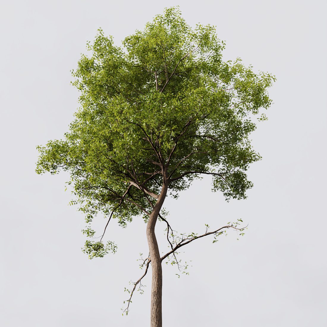 Plants Ash Tree Tall - 3D Model for VRay, Corona