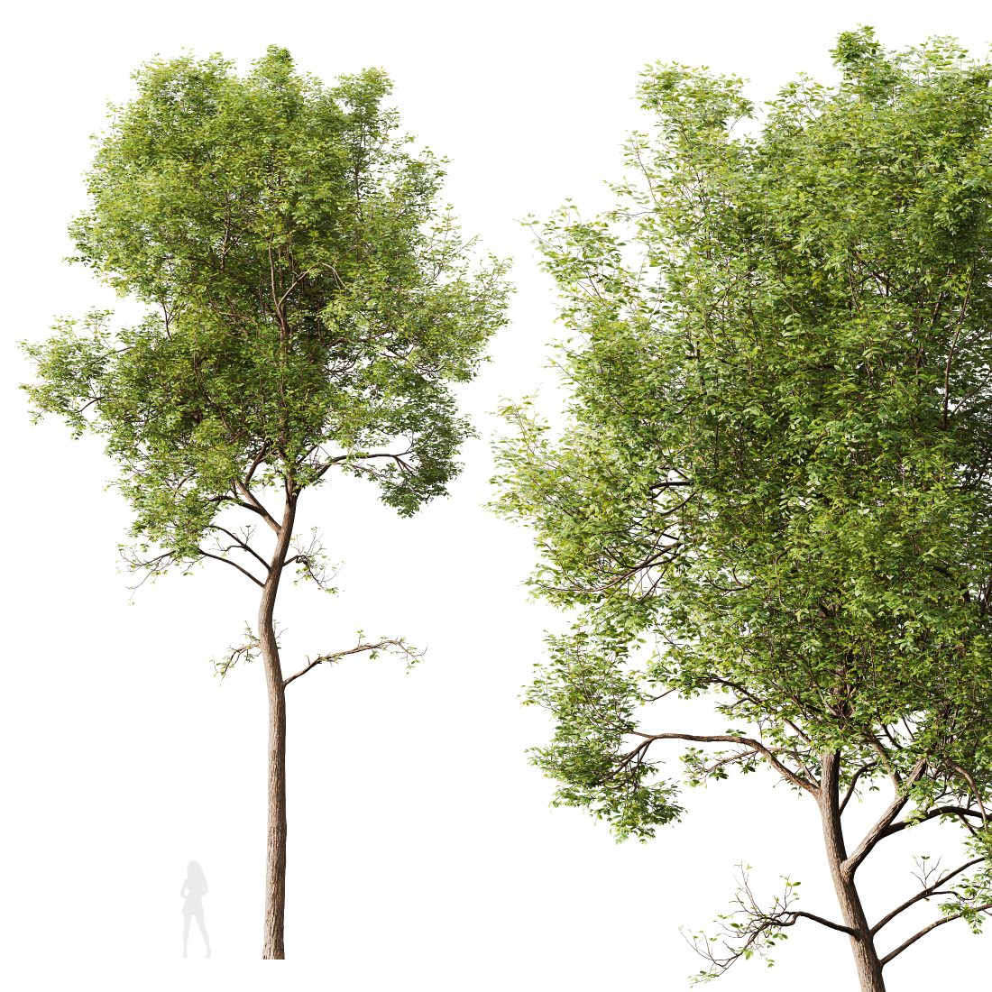 Plants Ash Tree Tall - 3D Model for VRay, Corona
