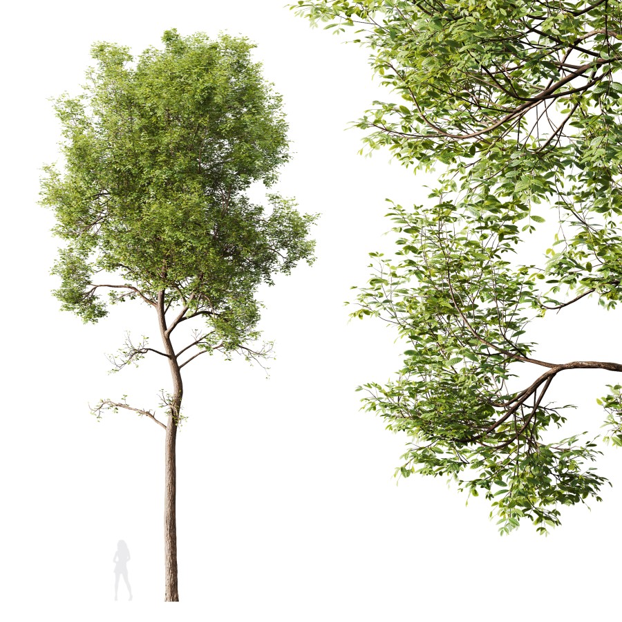 Plants Ash Tree Tall - 3D Model for VRay, Corona
