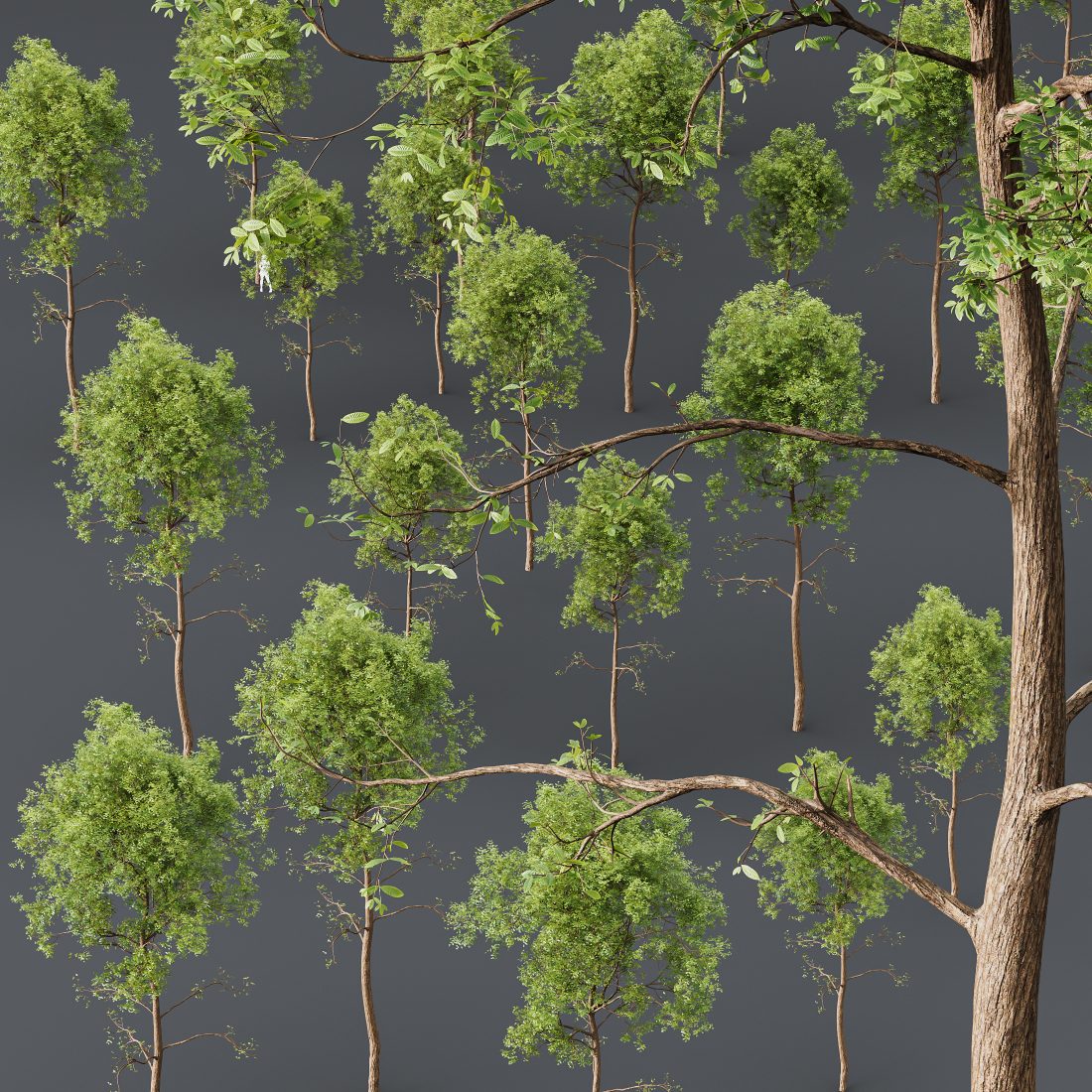 Plants Ash Tree Tall02 - 3D Model for VRay, Corona