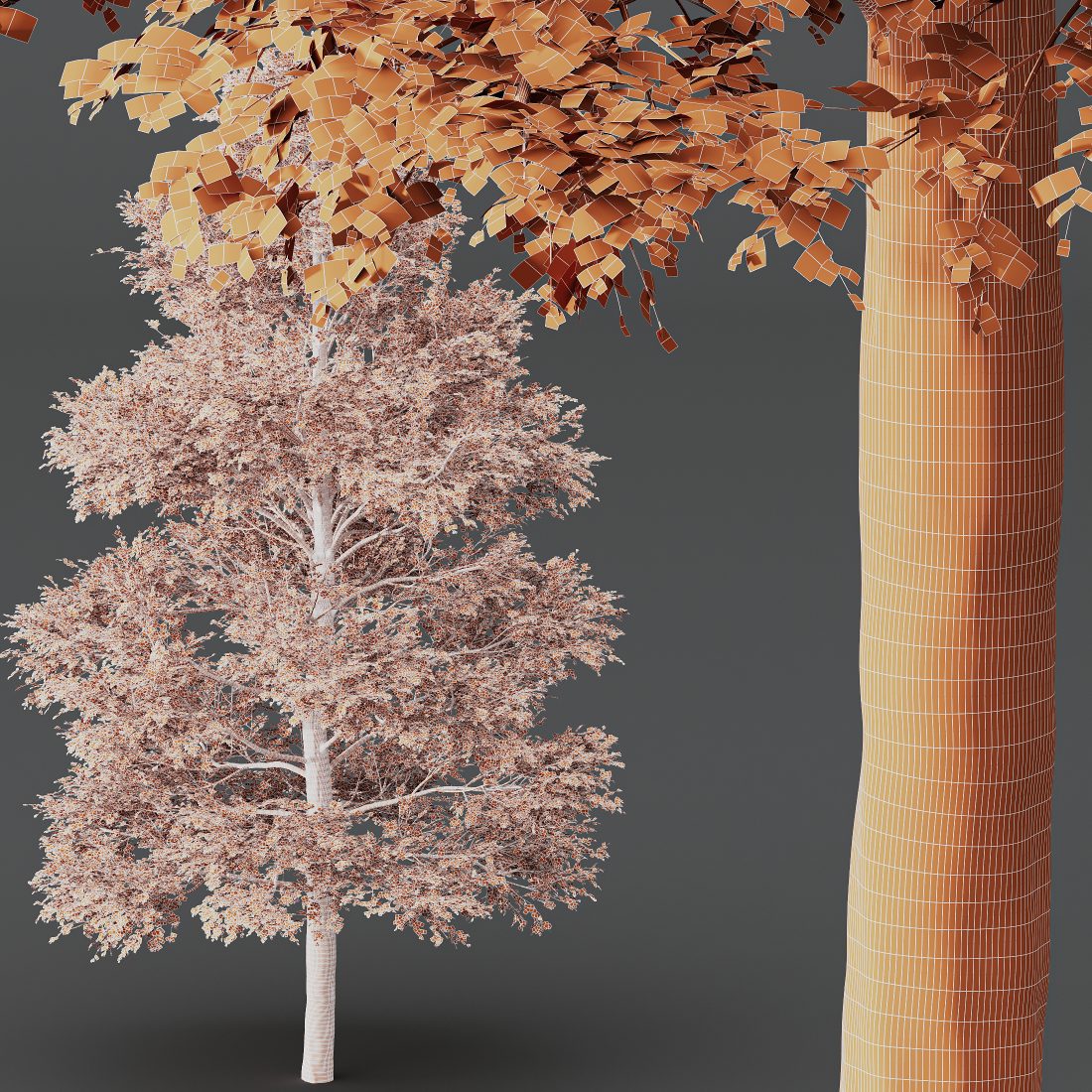 Plants Oak Tree - 3D Model for VRay, Corona