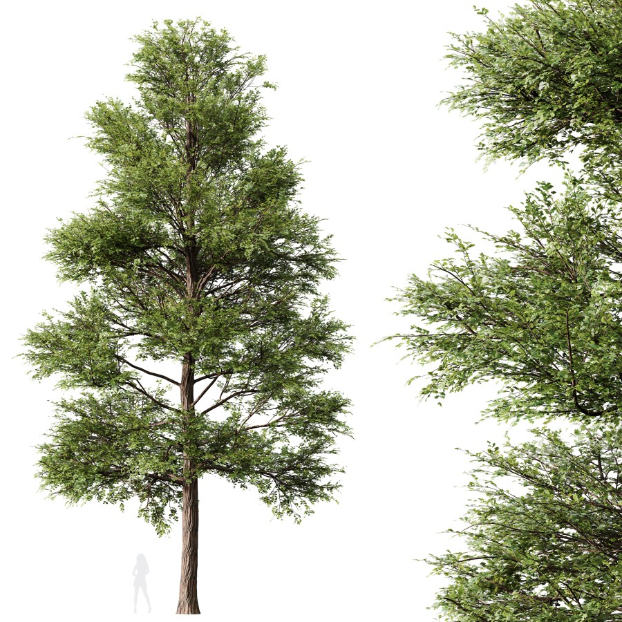 Plants Oak Tree - 3D Model for VRay, Corona
