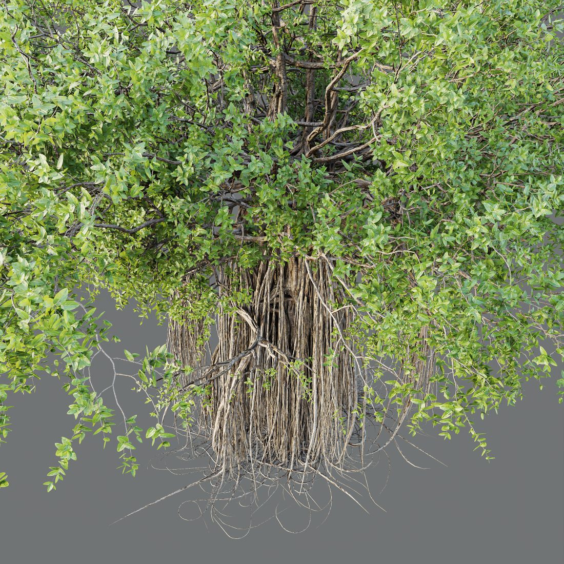 Hq Plants Banyan Ficus Benghalensis Tree 3D Model for VRay, Corona | CGMood