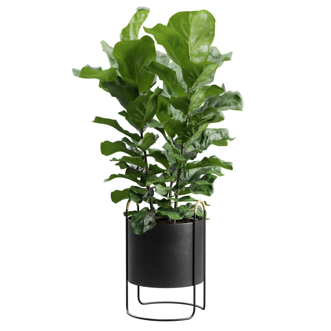 Ficus Lyrata In Dark Planter - 3D Model for VRay, Corona