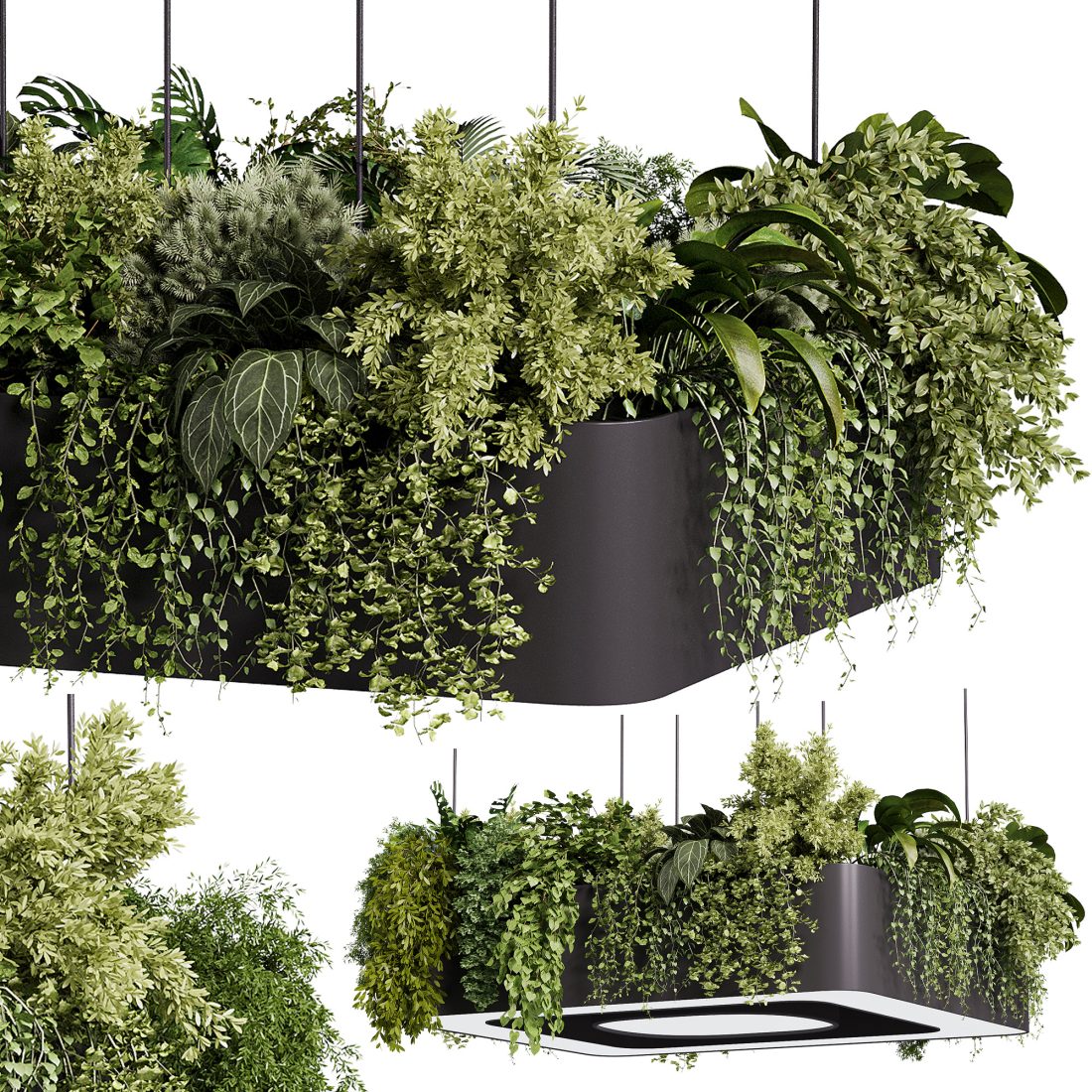 Indoor Plants - 64 Hanging Indoor Plant - 3D Model for VRay, Corona