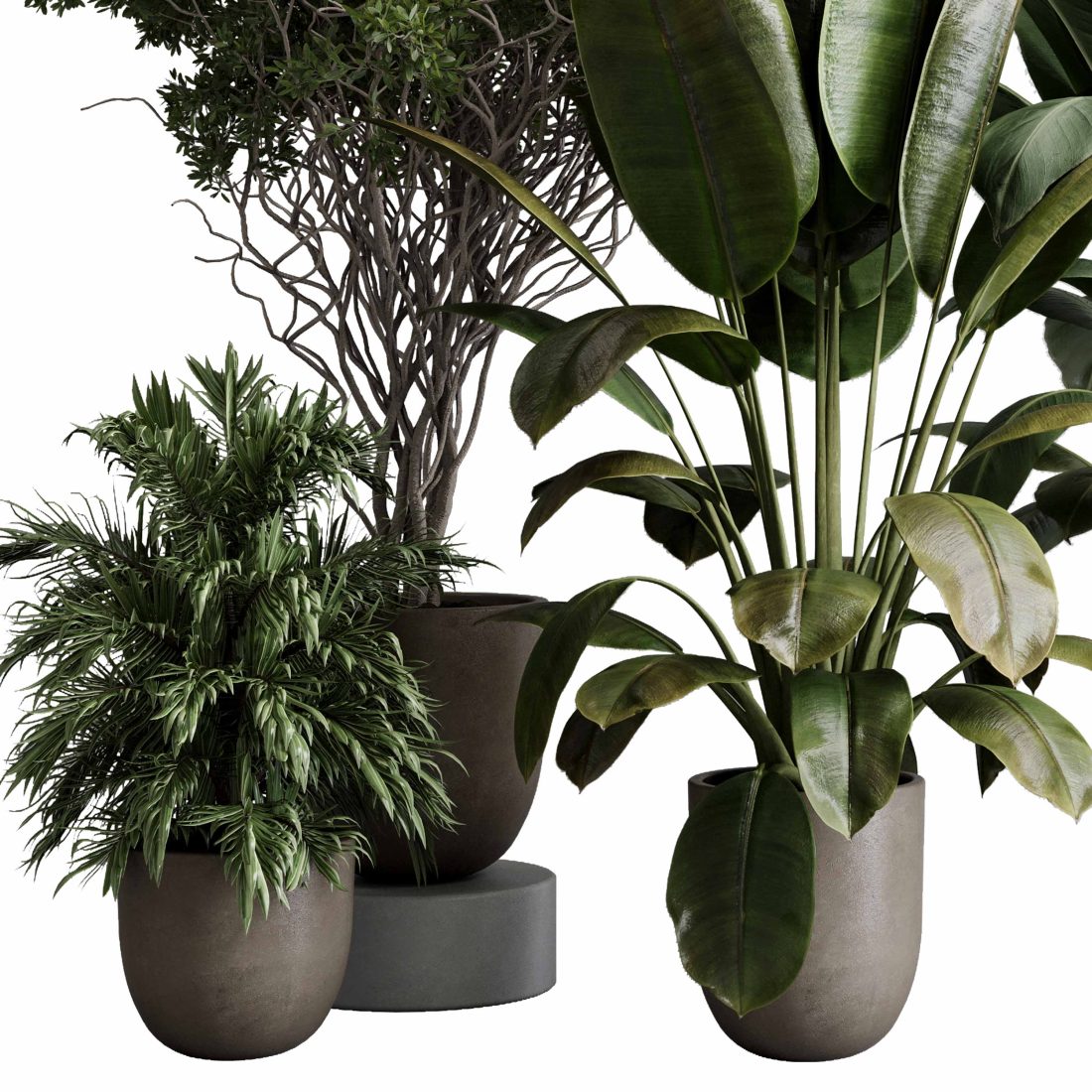 Ficus Elastica - Ficus Rubber Palm Tree - Indoor P - 3D Model for VRay ...