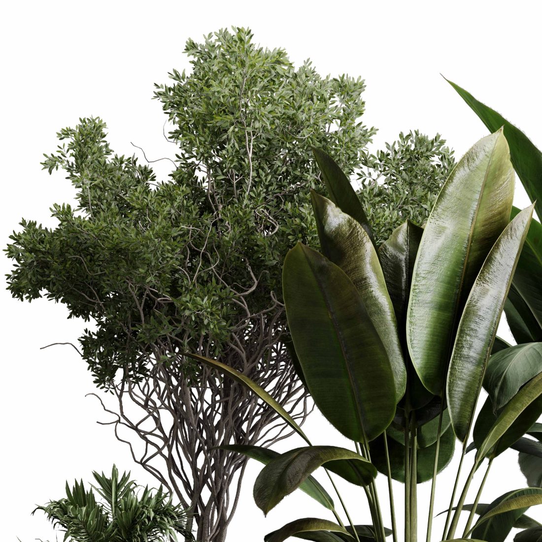 Ficus Elastica - Ficus Rubber Palm Tree - Indoor P - 3D Model for VRay ...
