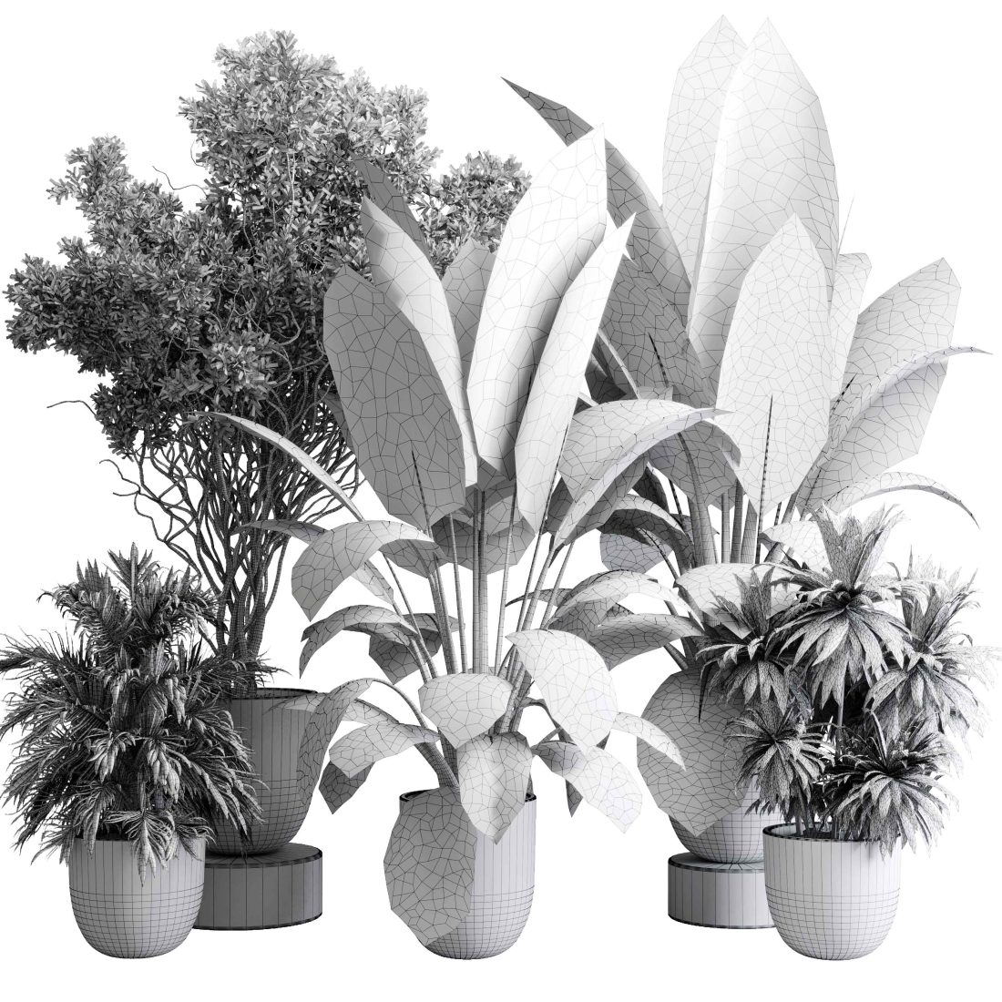 Ficus Elastica - Ficus Rubber Palm Tree - Indoor P - 3D Model for VRay ...