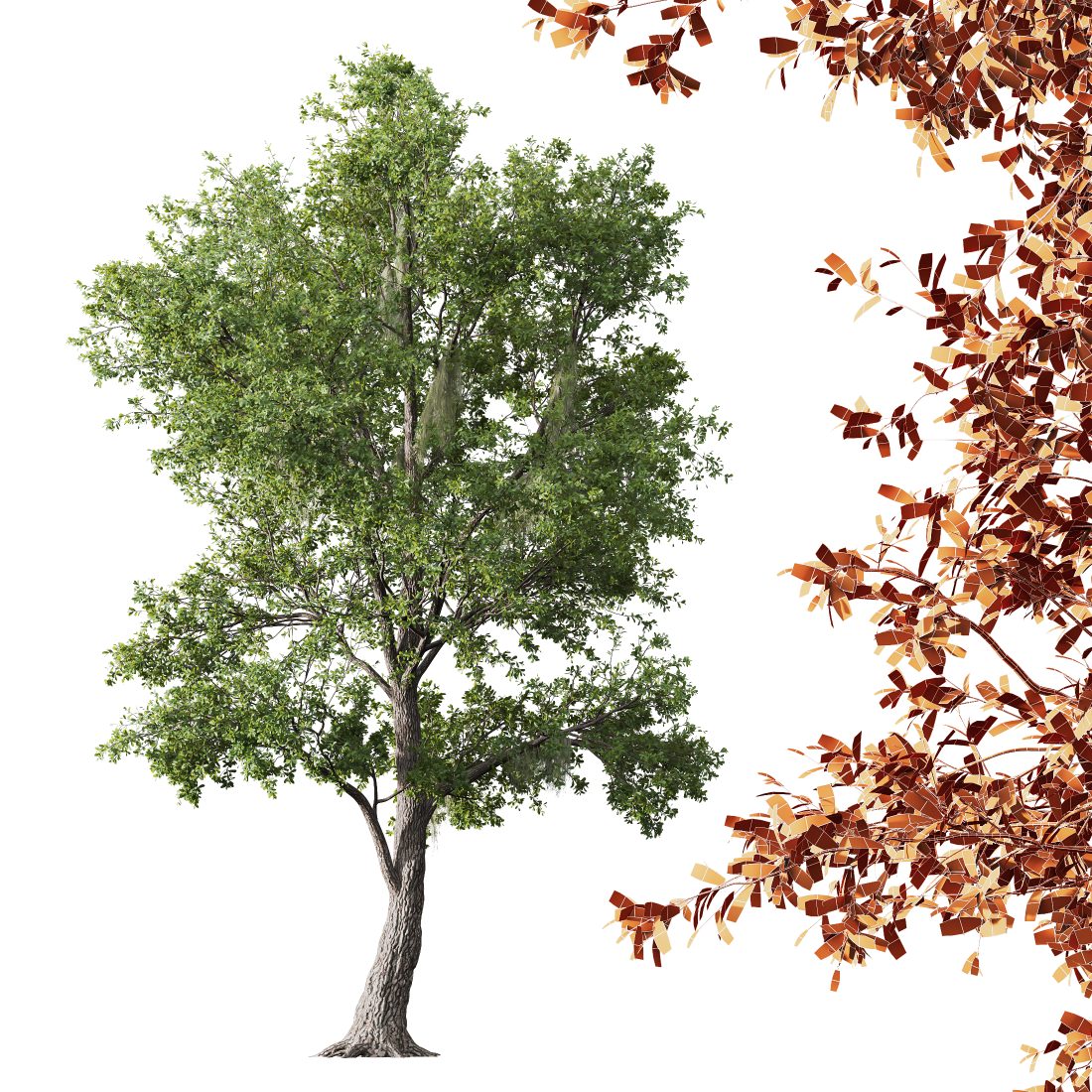 Angel Oak Live Tree Spanish Moss Weeping Willow - 3D Model for VRay, Corona