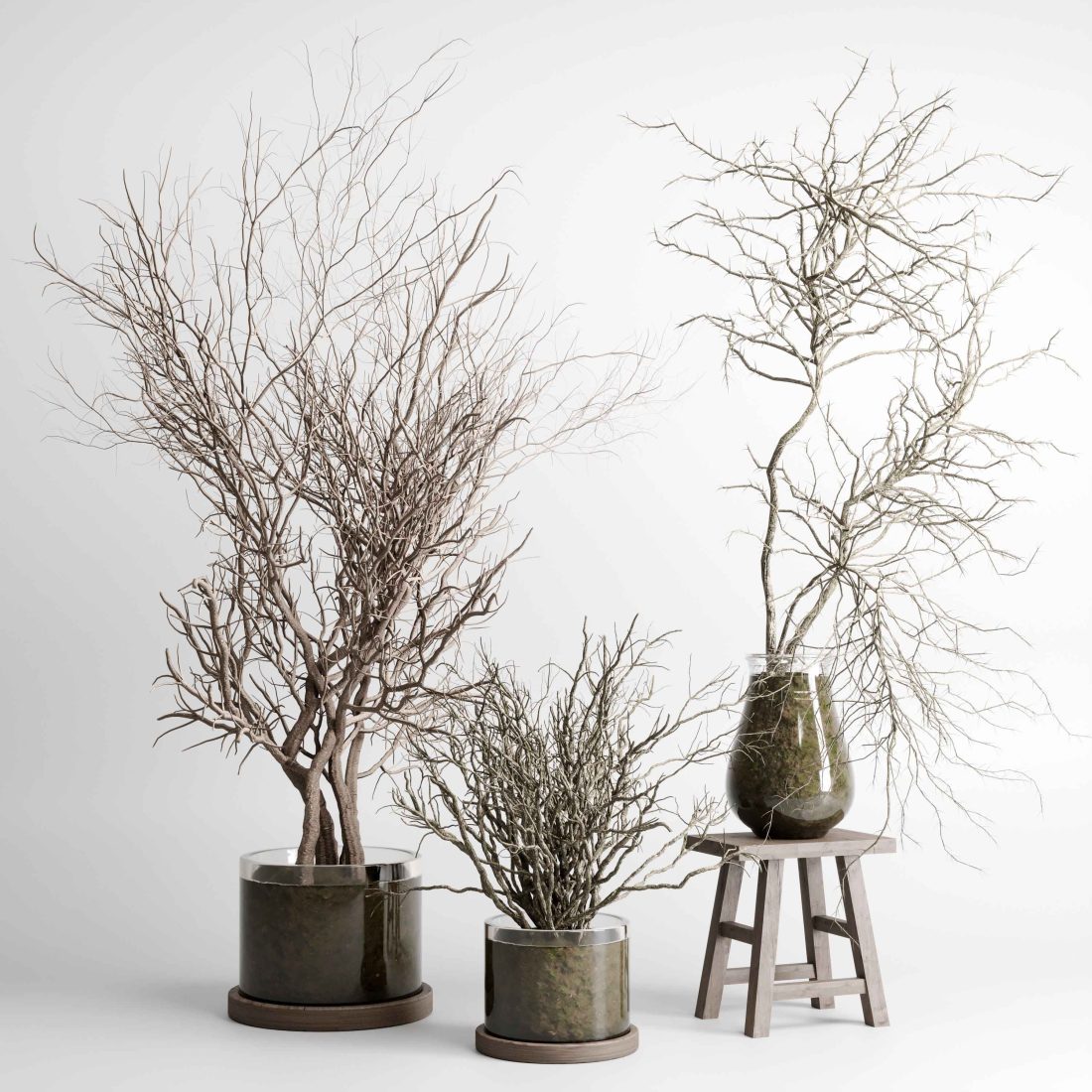 Dried Trees And Shrubs In Glass Vases - Indoor Pla 3D Model for VRay ...
