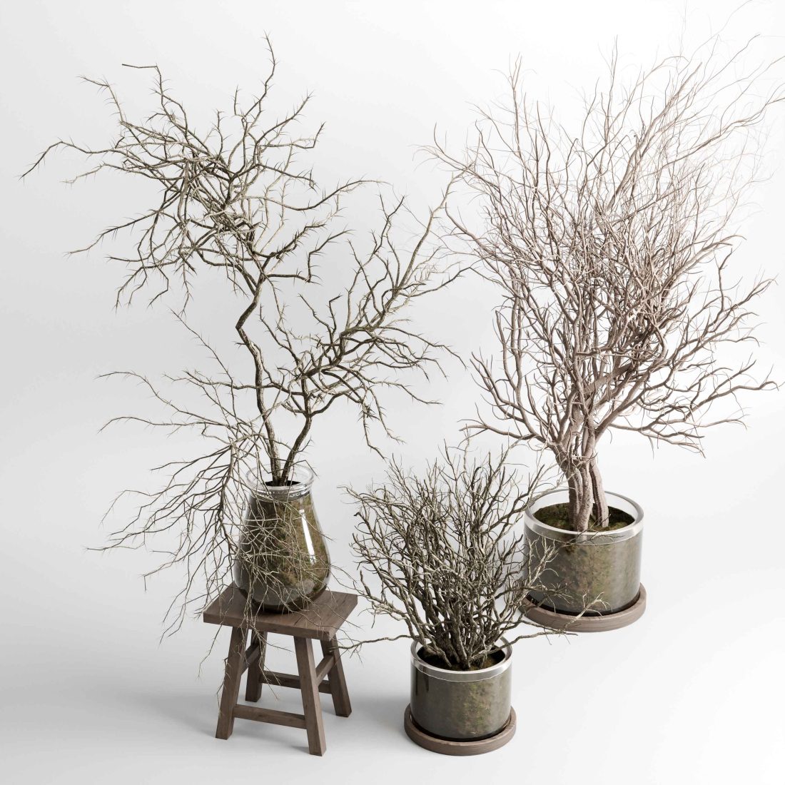Dried Trees And Shrubs In Glass Vases - Indoor Pla 3D Model for VRay ...